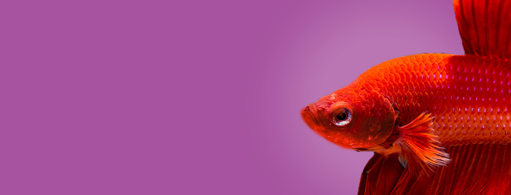 Aquatic Pets – Luffy Pets